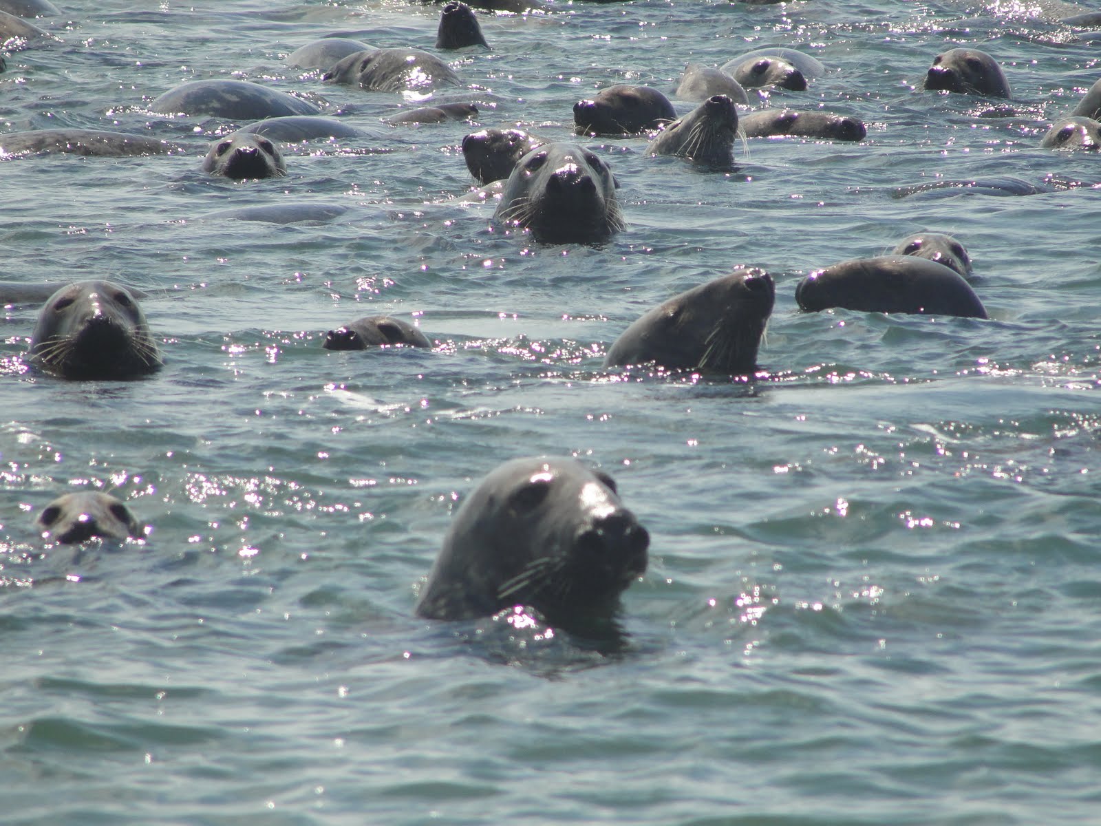 beachcomber seal cruise | Mary Richmond's Cape Cod Art and Nature