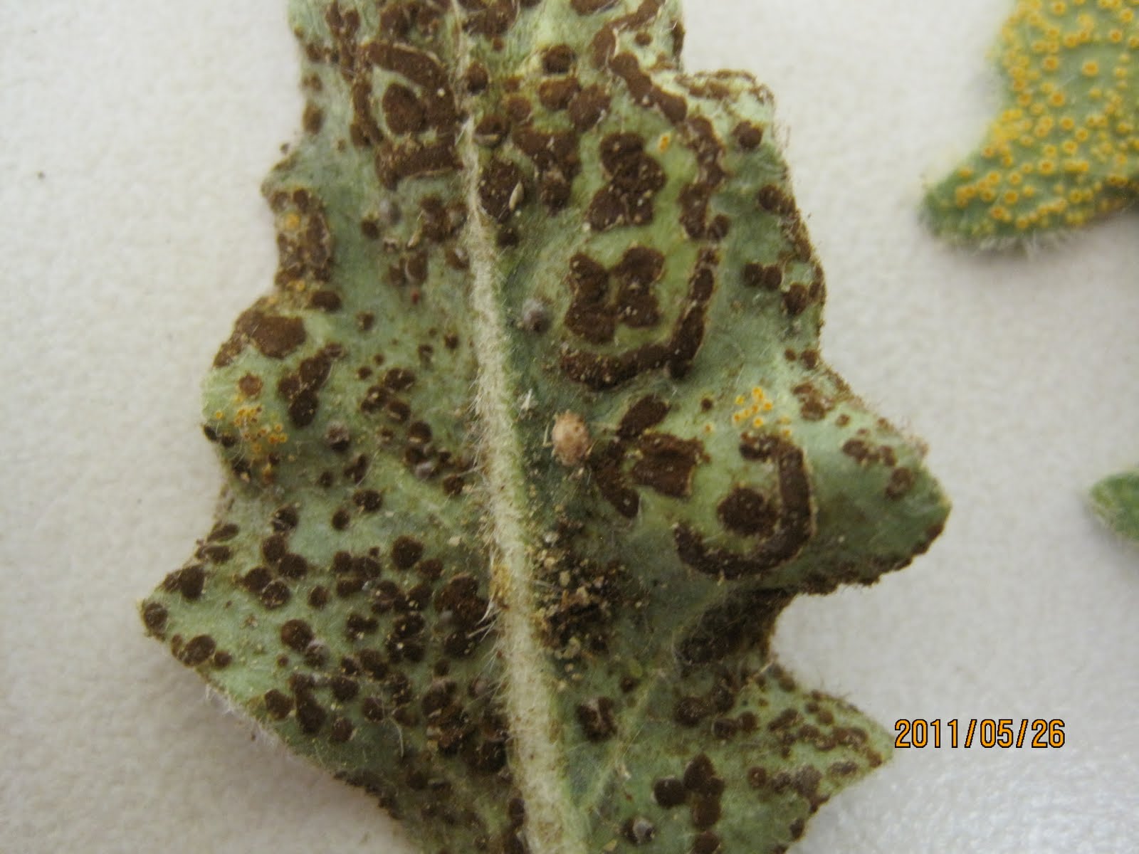 Swift's Gardening Blog - Swift Horticultural Enterprises, LLC: Evening ...