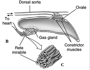 Ecosistema Tierra: HIPERBARISMO