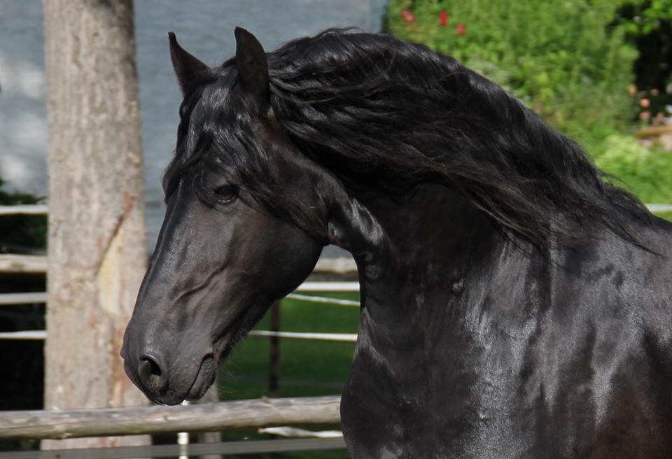 PFERDE & REITEN & TURNIERE : Rasseportrait: Friese