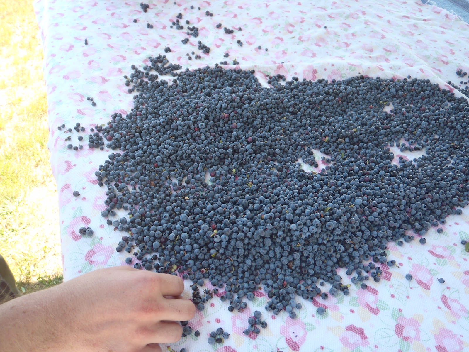 Have You Ever Picked A Carrot?: Wild Maine Blueberries: The King of Fruits