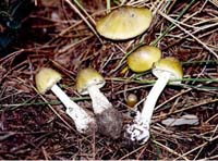 Jenis-jenis racun jamur dan efek bahaya gejalanya