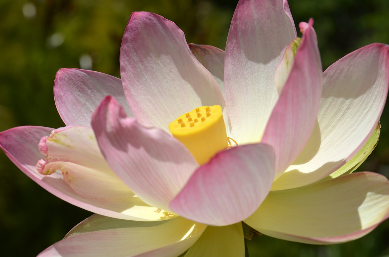 Nikoncole= Nikon + Niccole: The Sacred Lotus Blooms