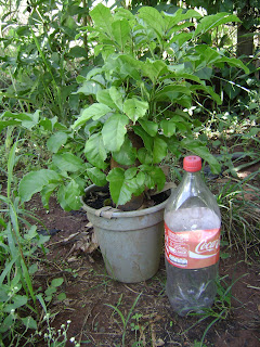 Folha de Orixa: mudas de akoko