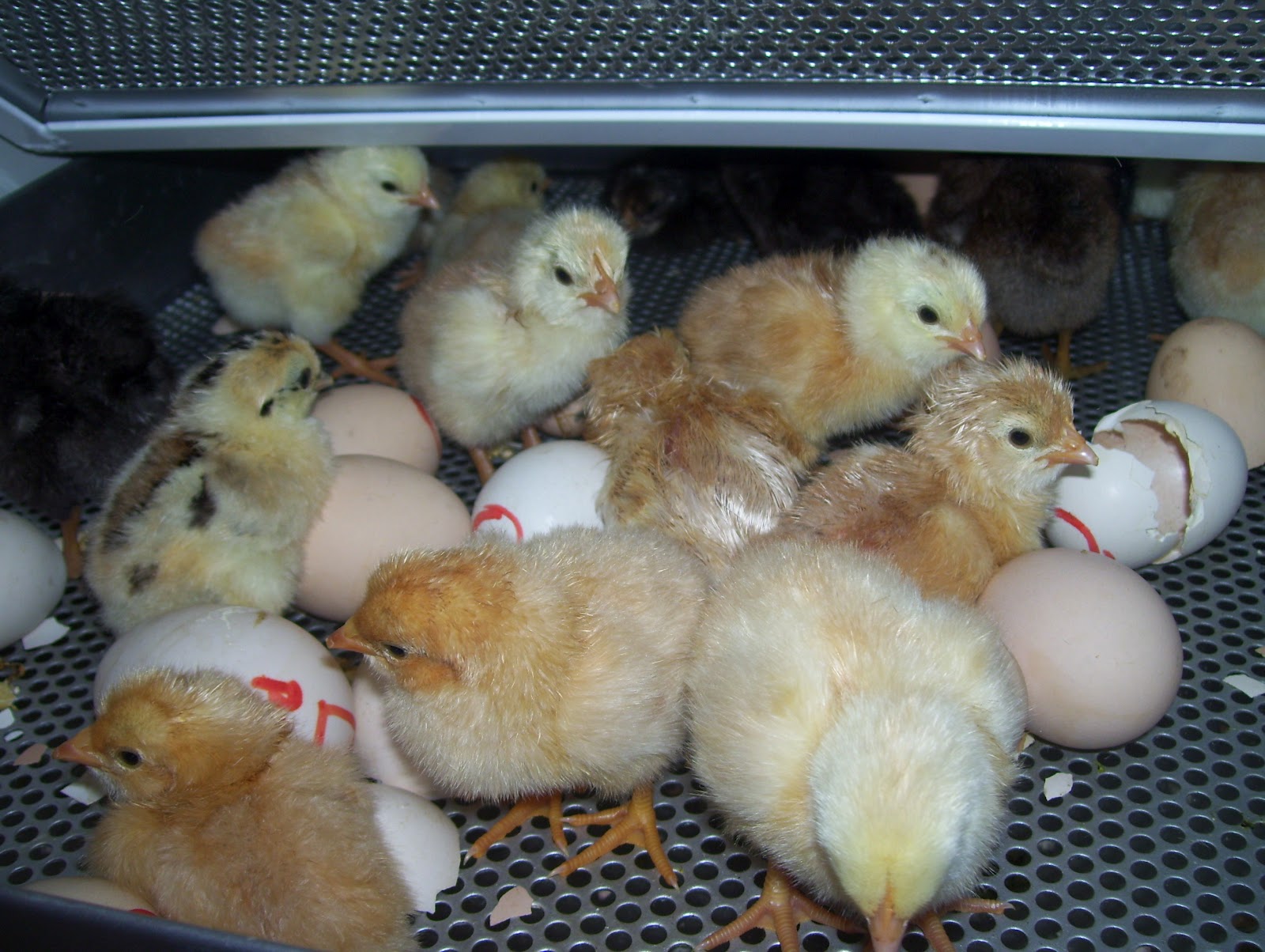 Cabaña Avicola y Cunicola Layantü: Pollitos BB 2012