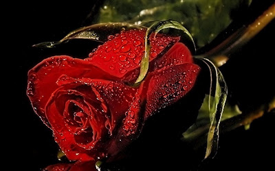 Fondos de Rosas Rojas - Fondos de Pantalla