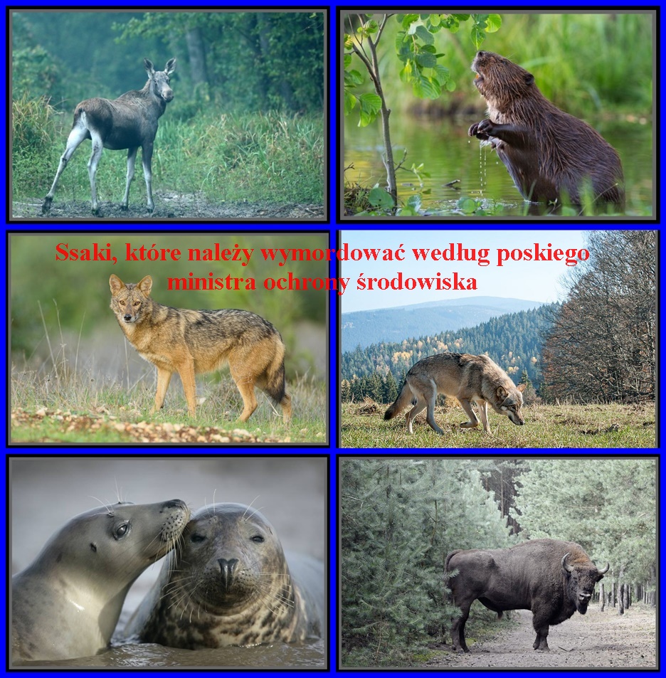 Beszamel i spółka bez ograniczeń: Tukotuko z pozostałych krajów Ameryki ...