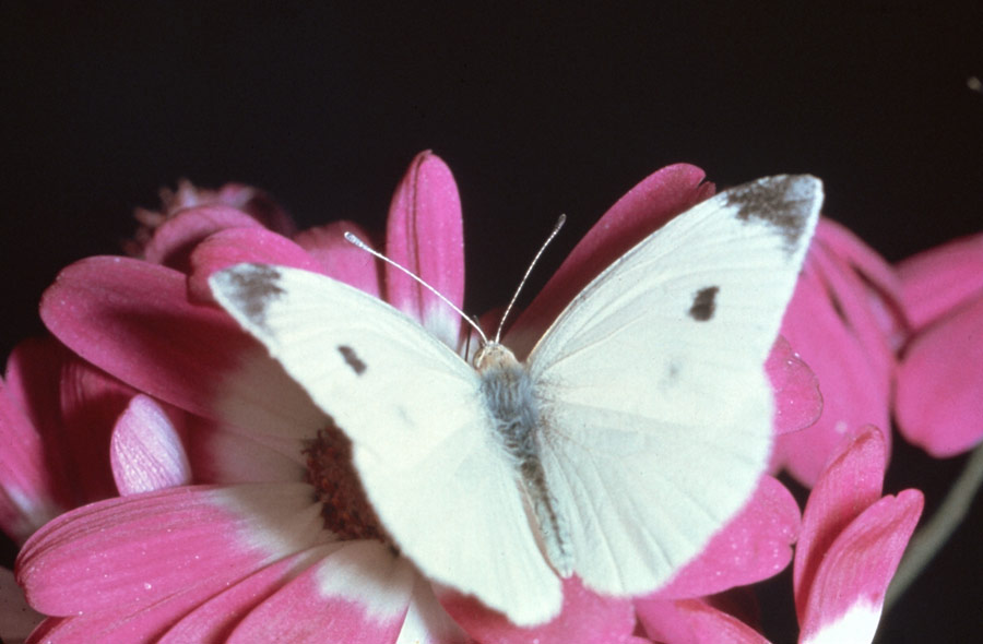 Cabbage White ~ Butterfly of The Earth