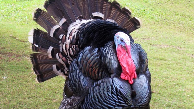 ¡Feliz Día del Guajolote! : My Spanish Notes