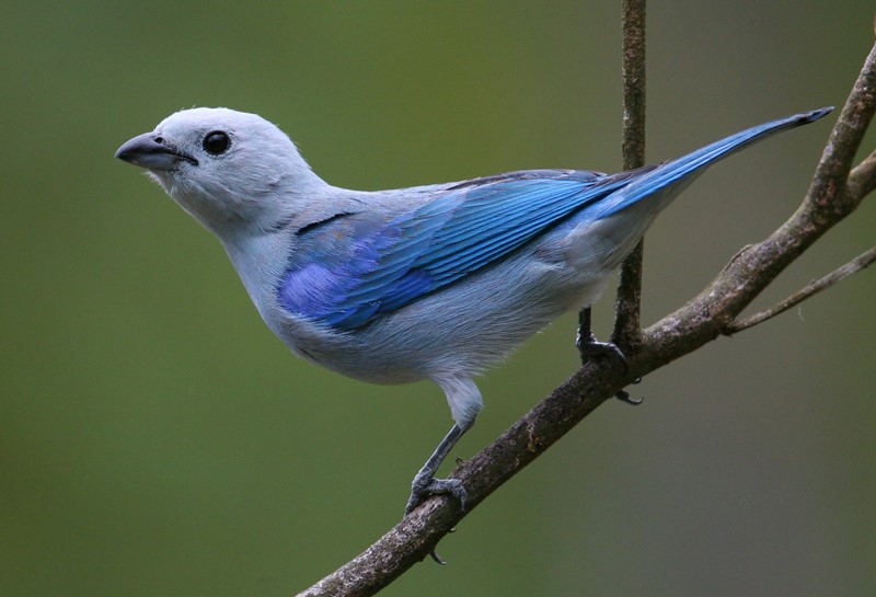 Los Gavirias de Sopetrán: Los azulejos