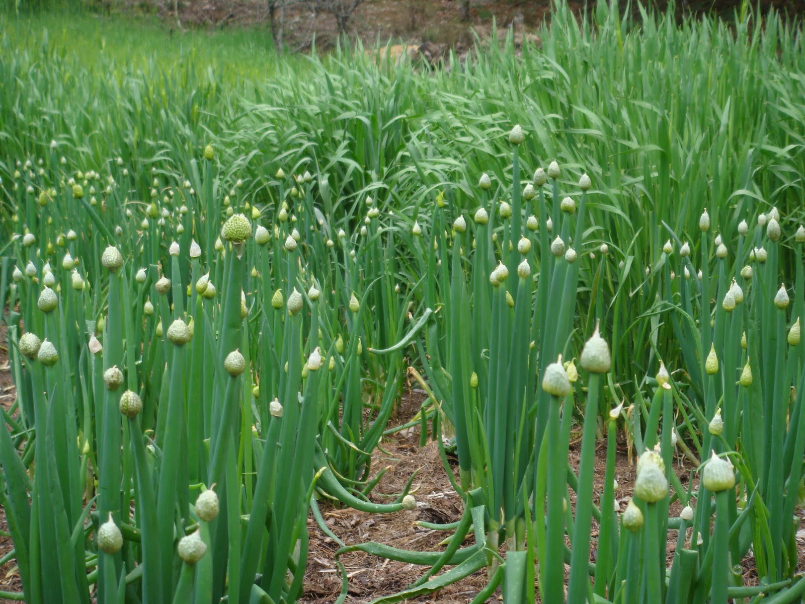 A Protest of Romance: July 2011