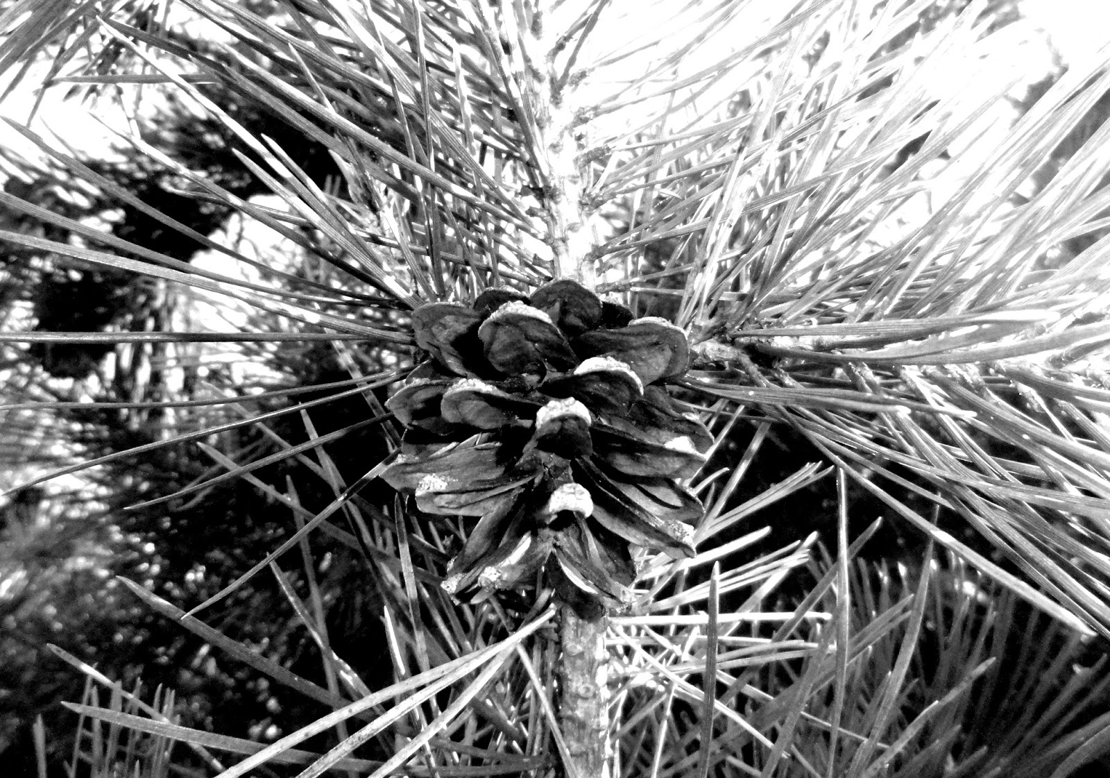 Imagini alb-negru cu plante / Black and white images with plants: Pinul ...
