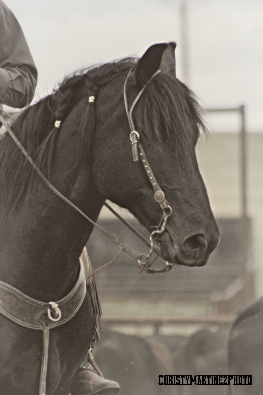 Pony Riding By: Weekend in Photos: Honest Horses
