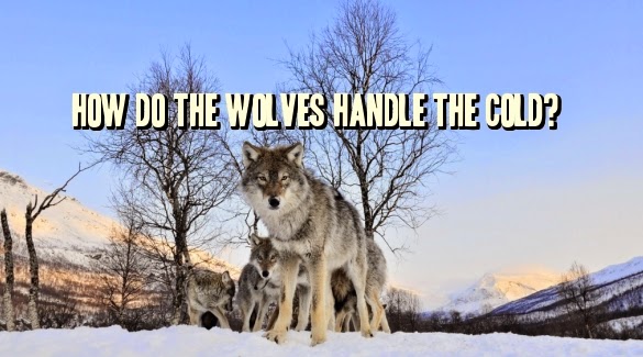 White Wolf : How Do The Wolves Handle The Cold? (Video)