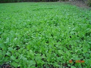 Bones n' Broadheads: Food Plots Part 2