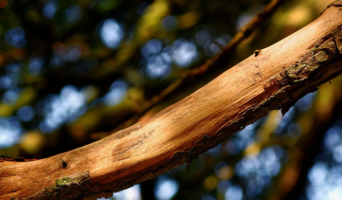 Emotions personnelles: Choisir sa branche
