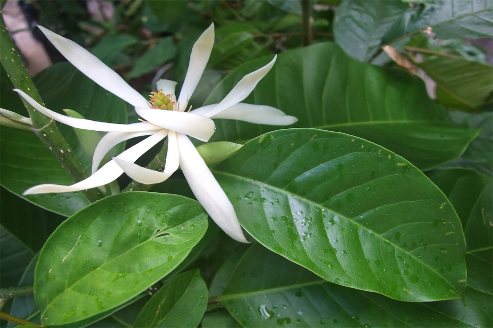 Flora Khas Provinsi di Jawa - MEMBUDIDAYAKAN FLORA DAN FAUNA ASLI INDONESIA