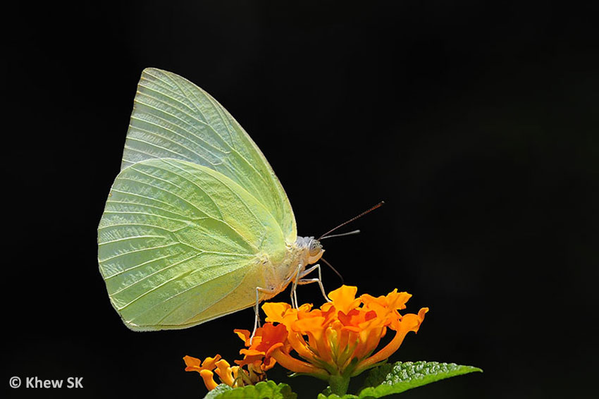 Butterflies of Singapore: Favourite Nectaring Plants #3