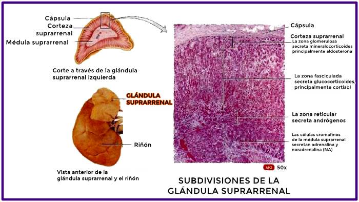 Glándulas suprarrenales: partes y funciones - Sistema endocrino