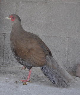 ZOOTOGRAFIANDO (6.100 ANIMALS): FAISÁN PLATEADO / SILVER PHEASANT ...