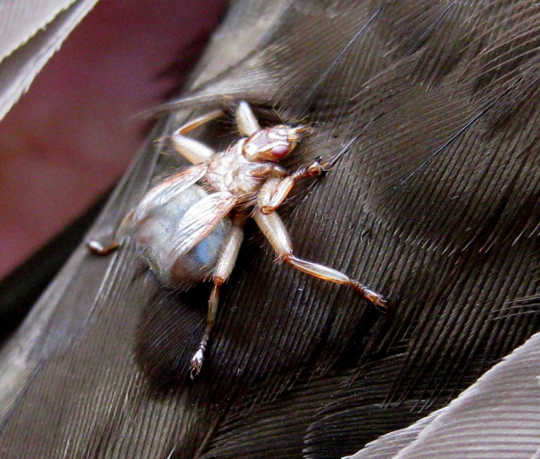 【不正常生物推廣】 寄生前夜 完成度 60% - tcss0612的創作 - 巴哈姆特