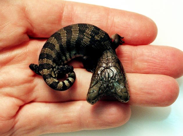 Stunning Two-headed animals and other bizarre creatures ~ Great ...