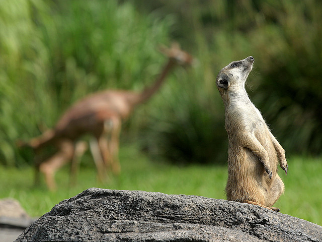 The Meerkat - Sun Angel of Africa | The Ark In Space