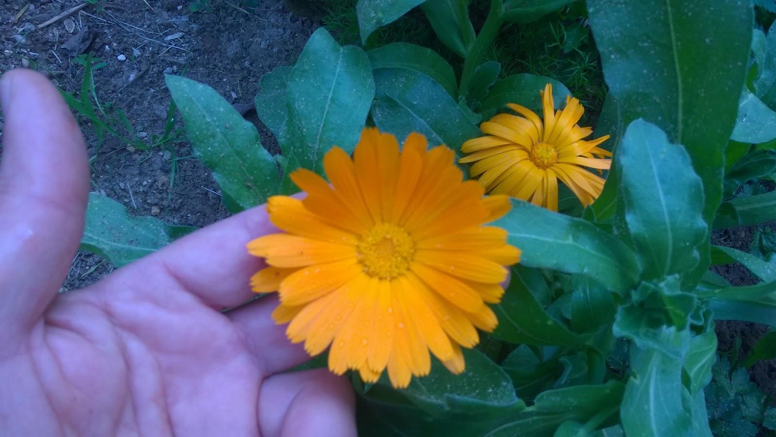 How To Grow Calendula