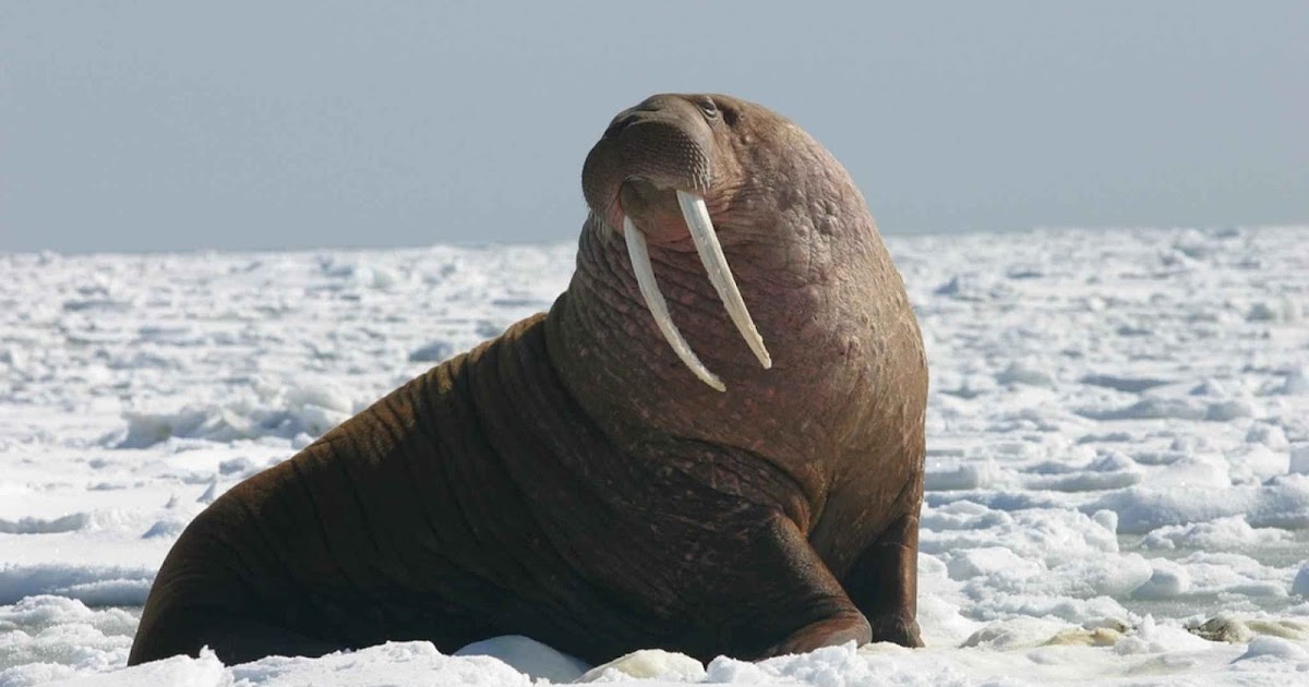 Go And Learn It: Omer 2019 Day 27: Walruses