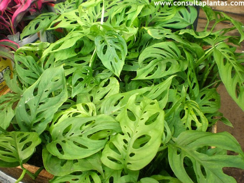 Un viaje al Jardín Botanico ( Jose Celestino Mutis) Colombia : Balazo
