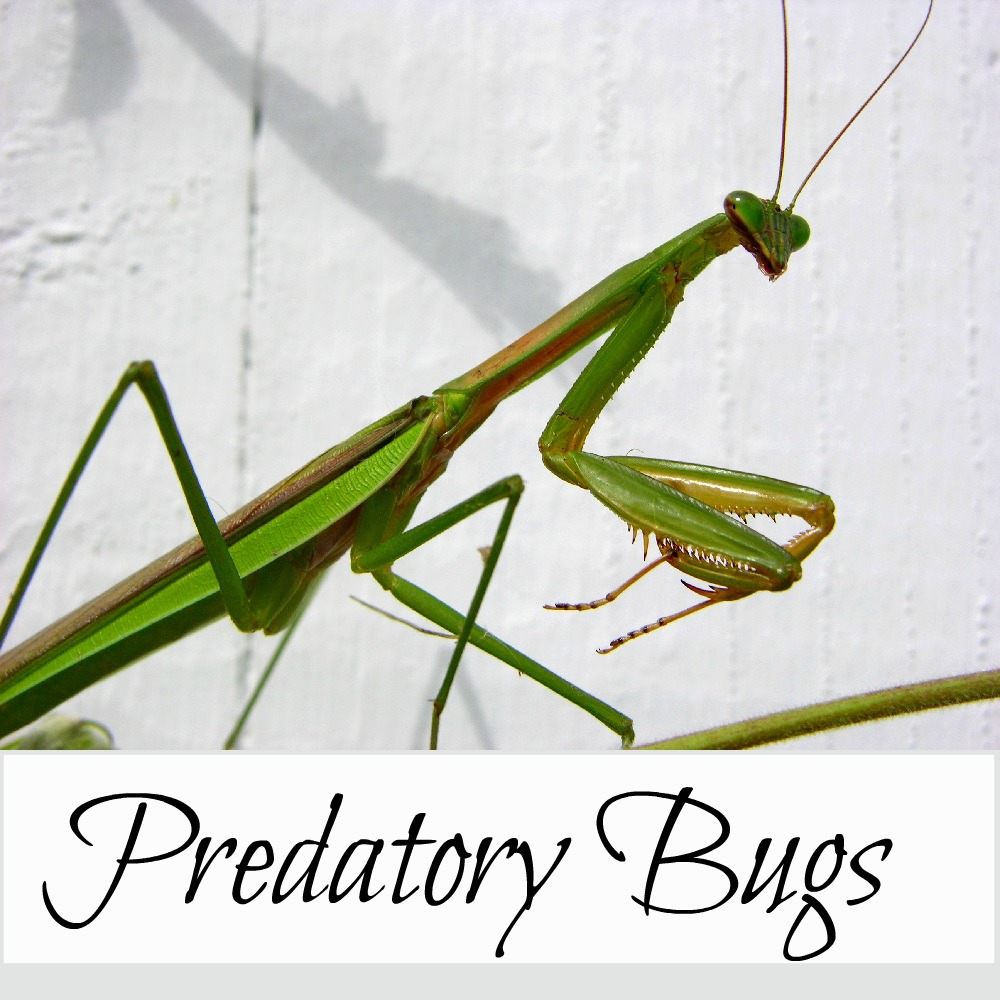 Predatory Bugs: Natural Enemies Of Common Pests - Oak Hill Homestead