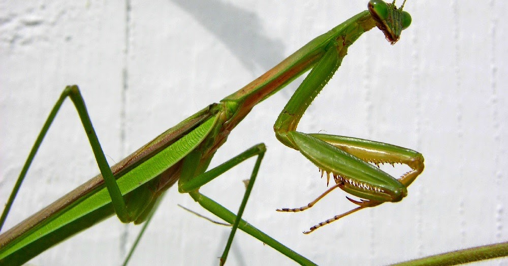 Predatory Bugs: Natural Enemies Of Common Pests - Oak Hill Homestead