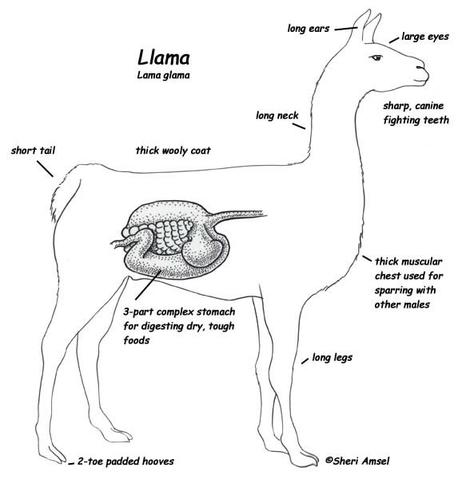 LA CIENCIA DE LA VIDA: Los camellos de los Reyes Magos