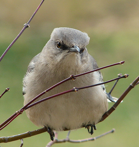 Round 'n' Cute: Fat little birds looking moody special