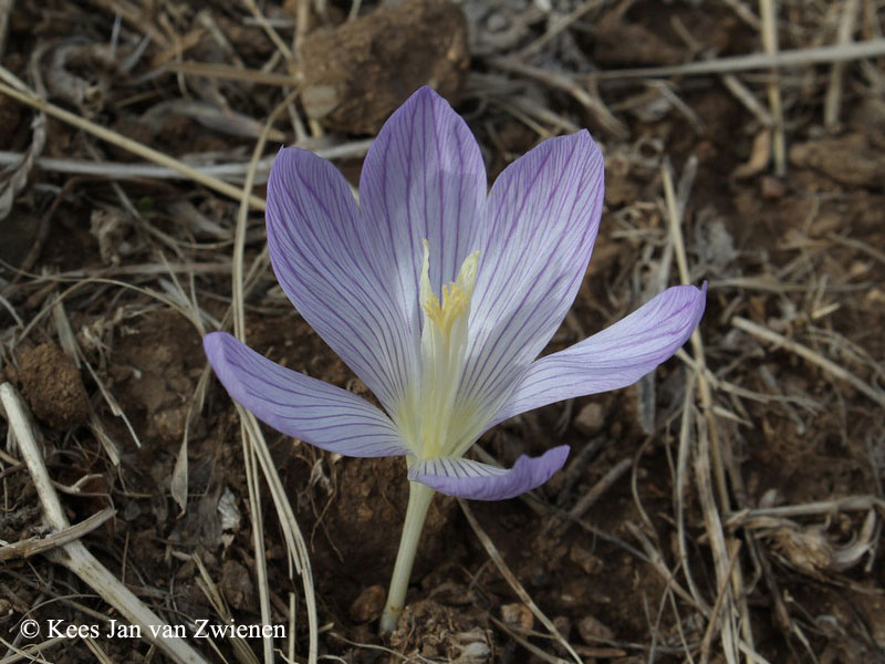 The Country Of Crocuses: Crocus kotschyanus subsp. hakkariensis