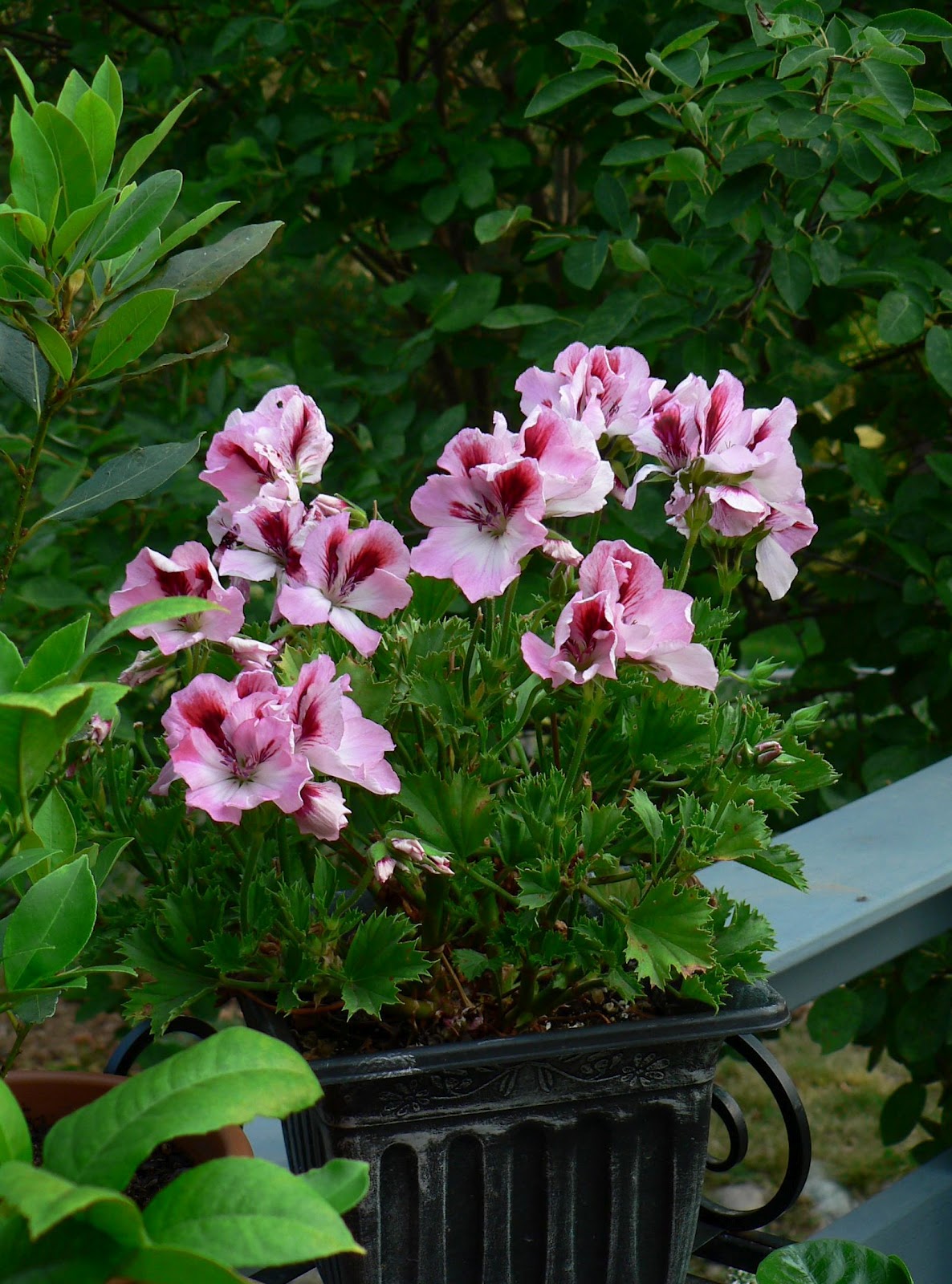 Visit My Garden: Summer Annuals
