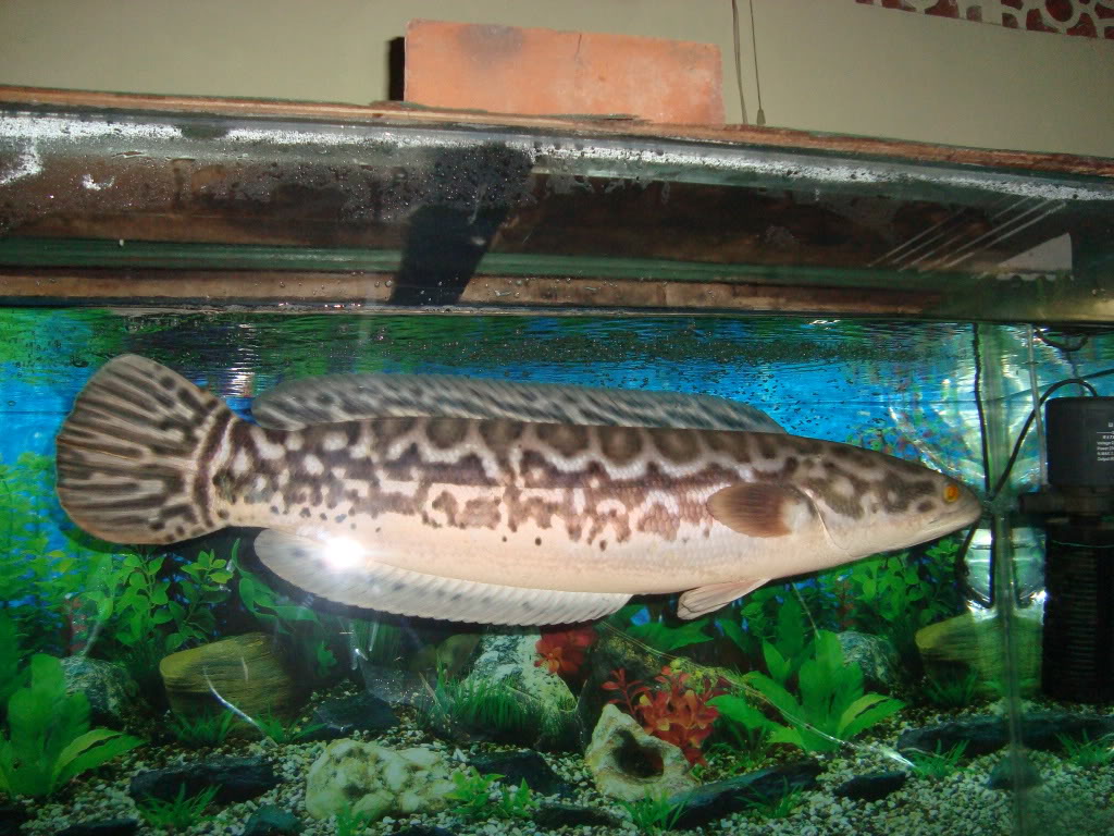 "BloGatel": Ikan Toman (Channa micropeltes)