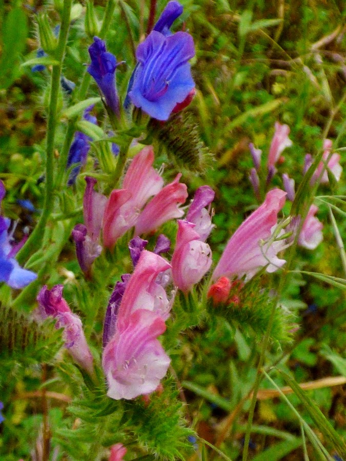 Wildflowers of Andalucia: Echium plantagineum