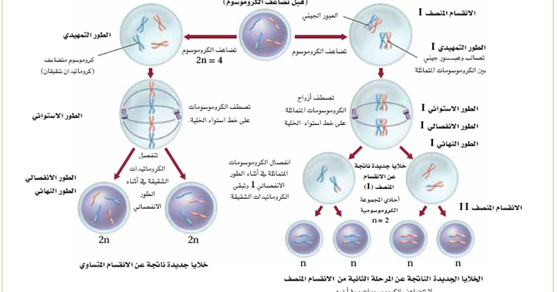 مدونة العلوم : الصف السادس / الفصل الدراسي الأول / انقسام الخلايا