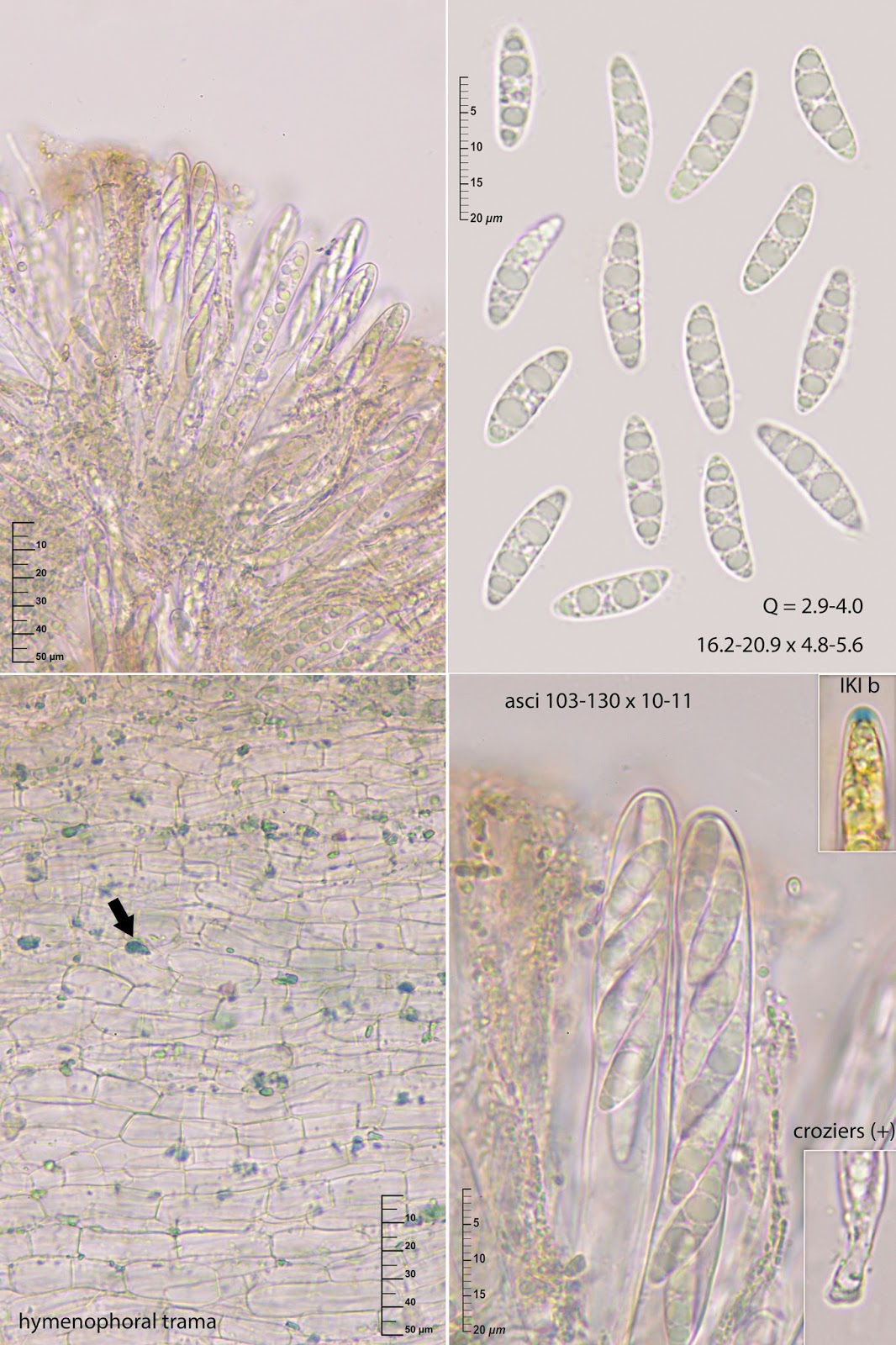 Microglossum nudipes Boud. • CEMAS Orden Geoglossales