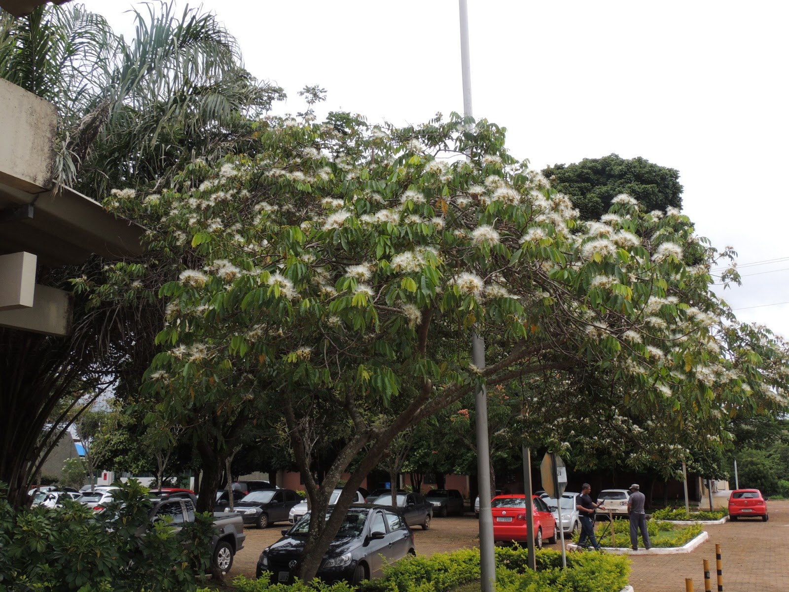 Fabaceae - Leguminosae no Brasil: Fabaceae - Inga edulis var. edulis ...