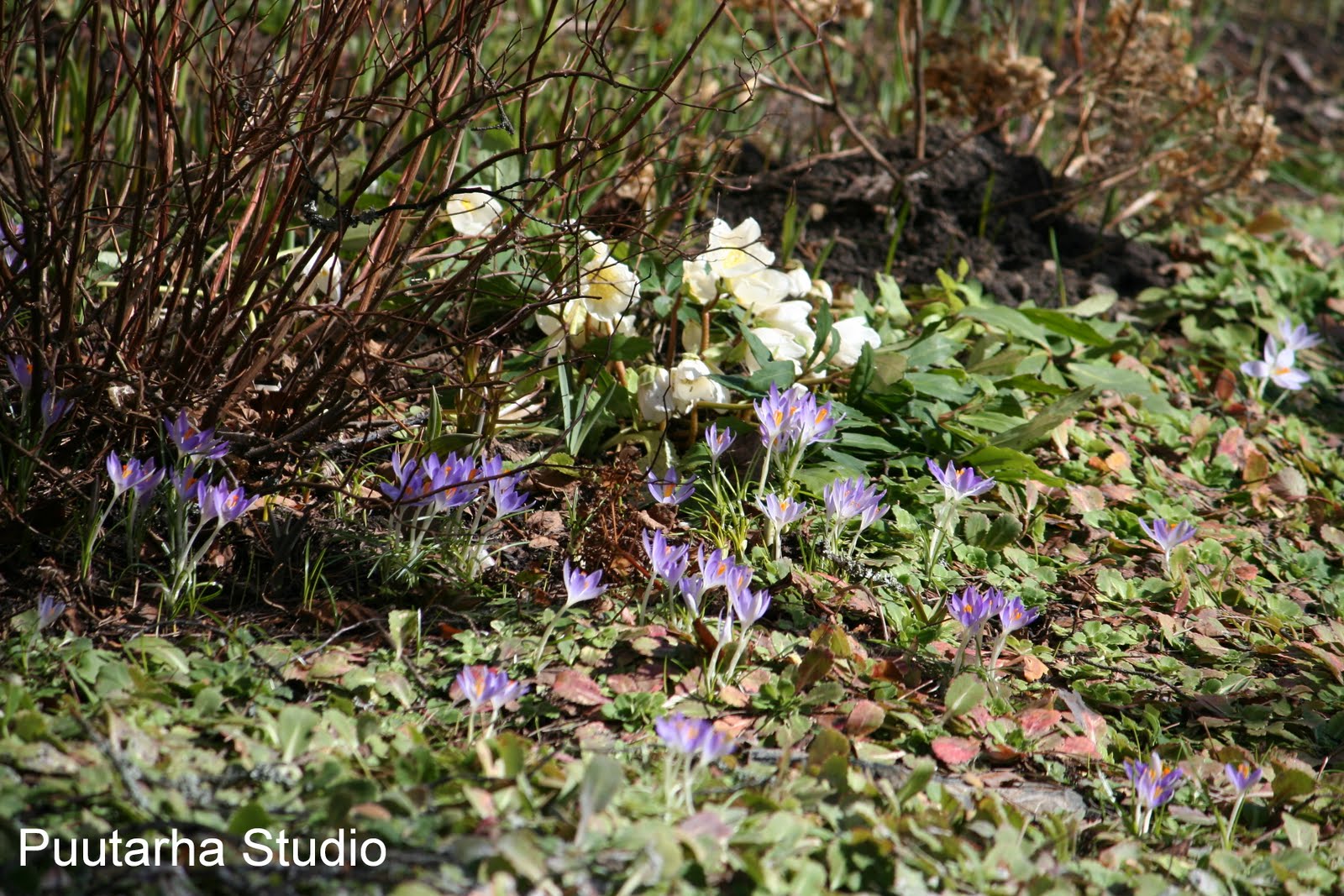 Sarin puutarhat: Daalian esikasvatus ruukussa