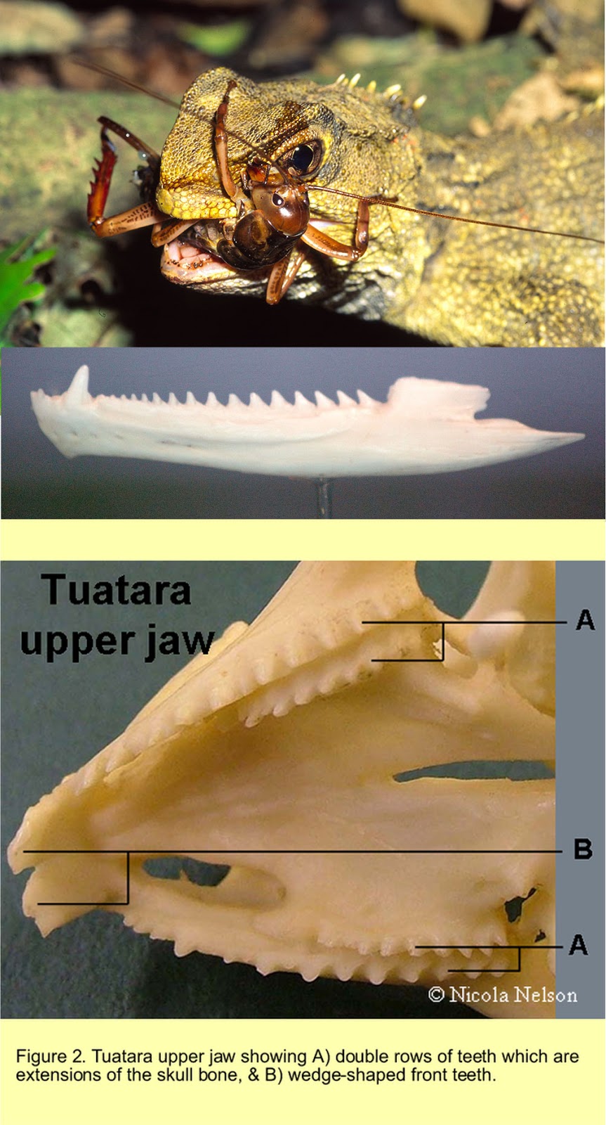 LA CIENCIA DE LA VIDA: Ten Shin Han, el tuátara