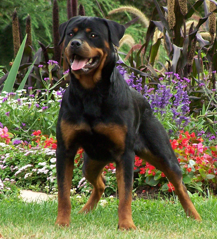 rottweiler: Eιδικές ικανότητες ενος ροτβαιλερ
