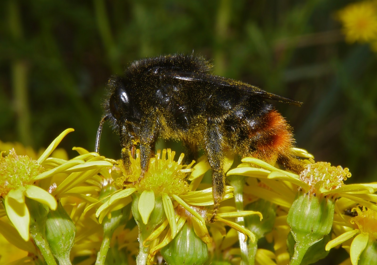 Northwest Norfolk Naturalists: Red-tailed (Hill) Cuckoo Bee