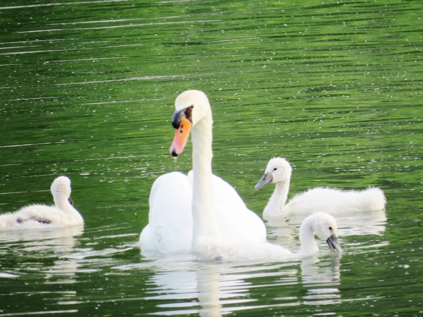 Let Your Light Shine: The Baby Swans