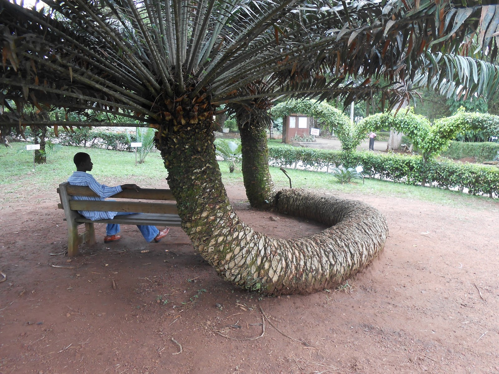 Elder Greg and Sister Debi Haws: Aburi Gardens and electricity (or the ...