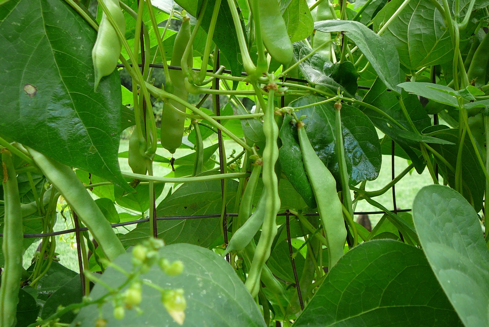 Morgan Creek Chronicles: In the Bean Patch