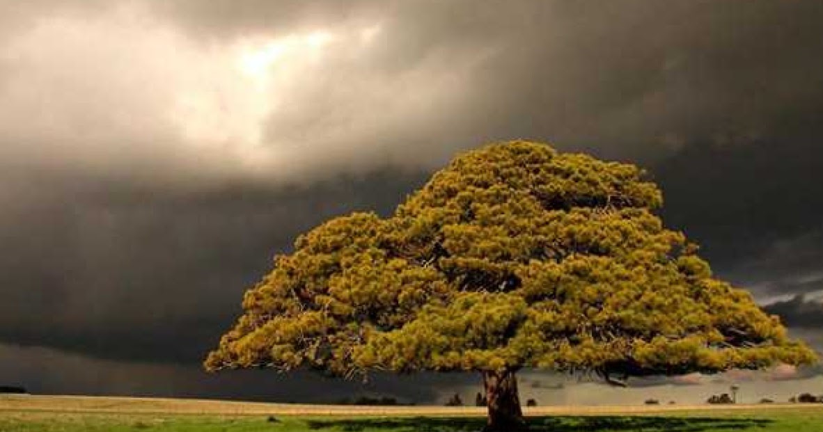 mamabishop: Mustard Tree