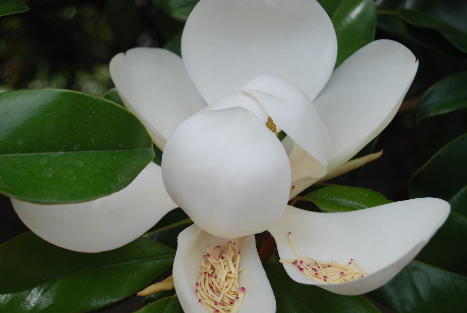 BeverlyDiane's Realm: The Flowers of Powell Gardens